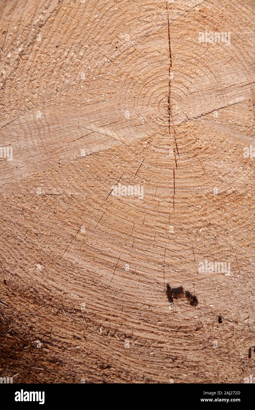 tree trunk after harvest in forest Stock Photo - Alamy