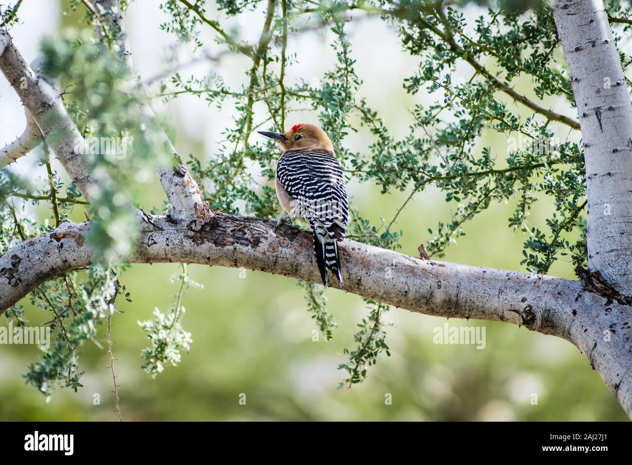 Back of a male Gila woodpecker don the trunk of a tree outside the ...