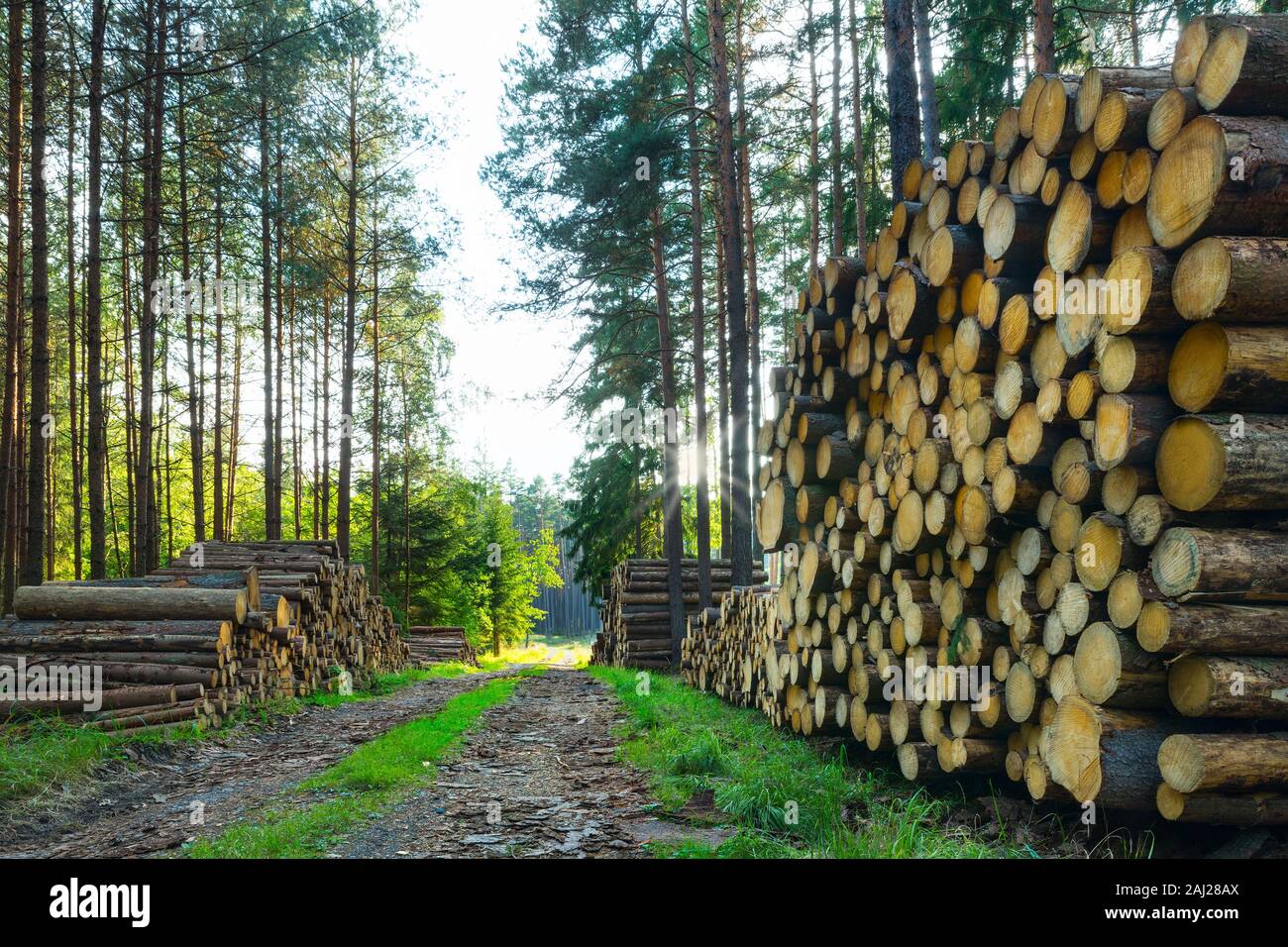 Stacked felled wooden logs piles. Forest road with summer sun shining ...