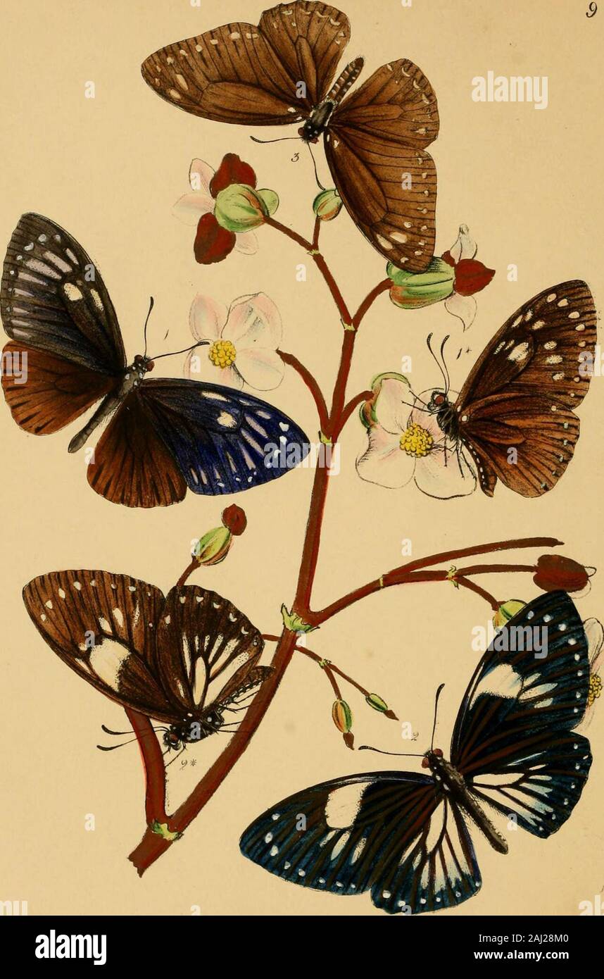 The cabinet of oriental entomology : being a selection of some of the ...