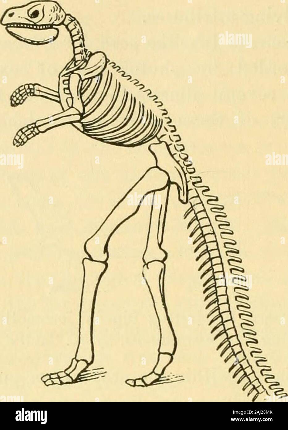 Ornithopoda hi-res stock photography and images - Alamy