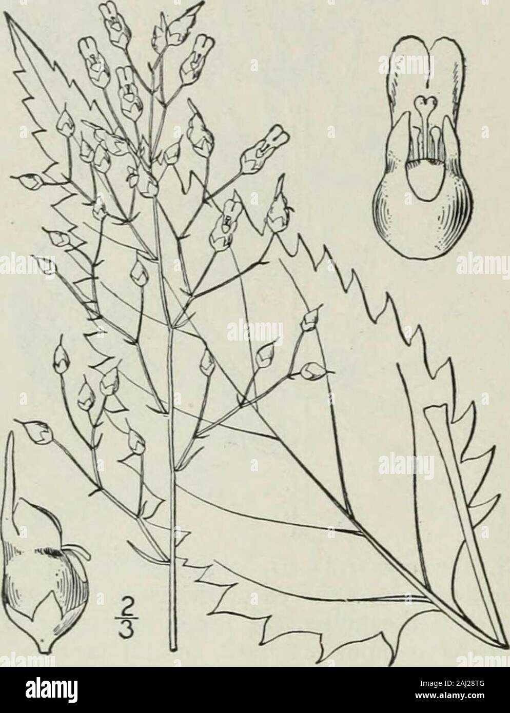 Puberulent hi-res stock photography and images - Alamy