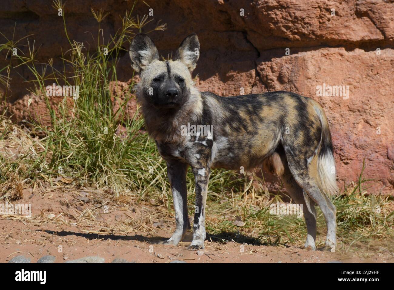 Lycaon pictus kenya hi-res stock photography and images - Alamy