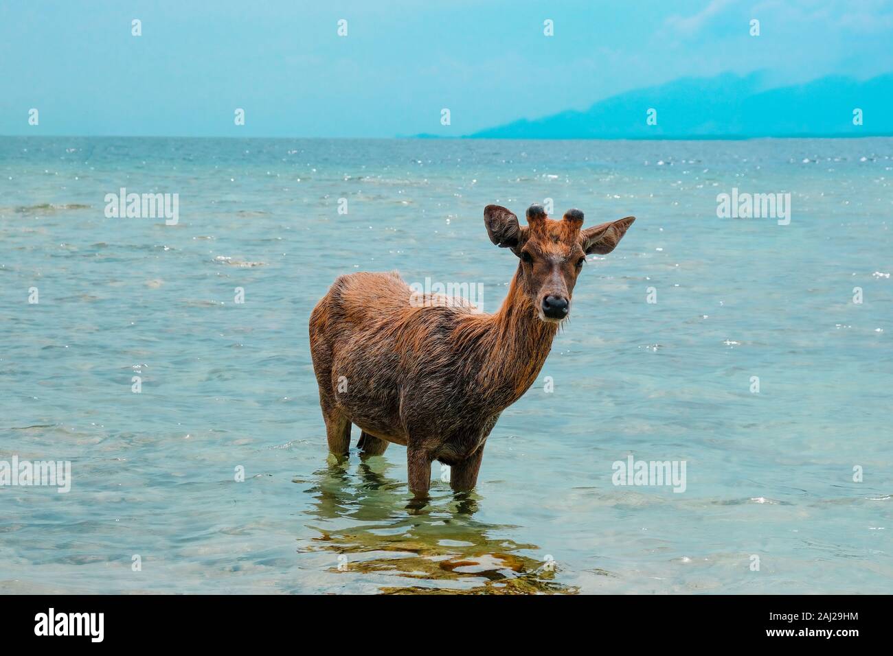 Young deer in blue ocean water Stock Photo - Alamy