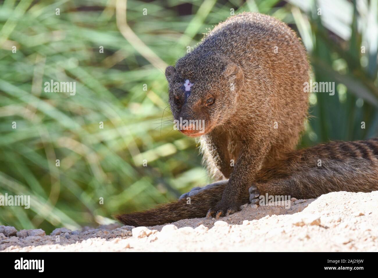 The Egyptian mongoose (Herpestes ichneumon), also known as ichneumon ...