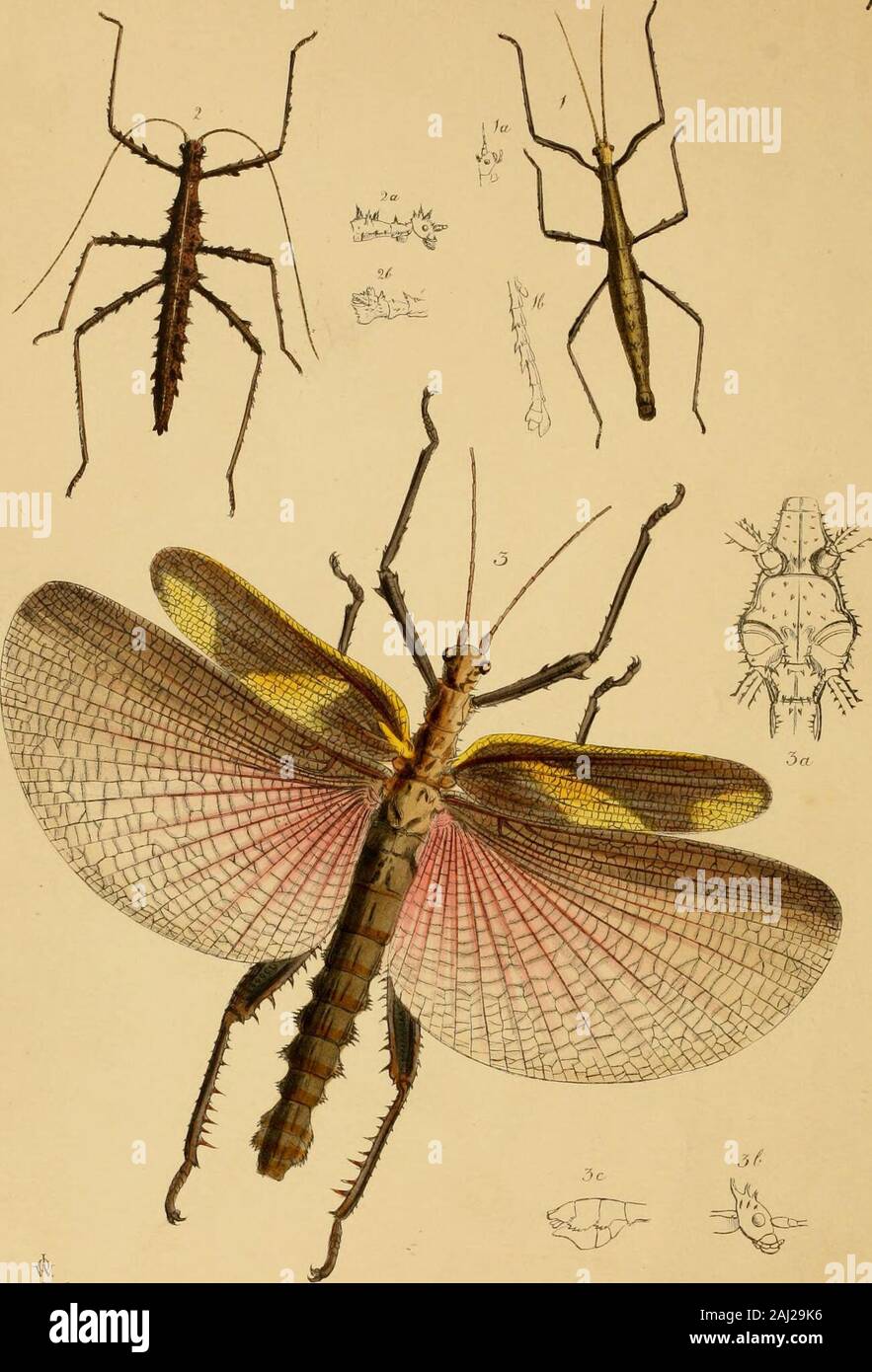 The cabinet of oriental entomology : being a selection of some of the ...