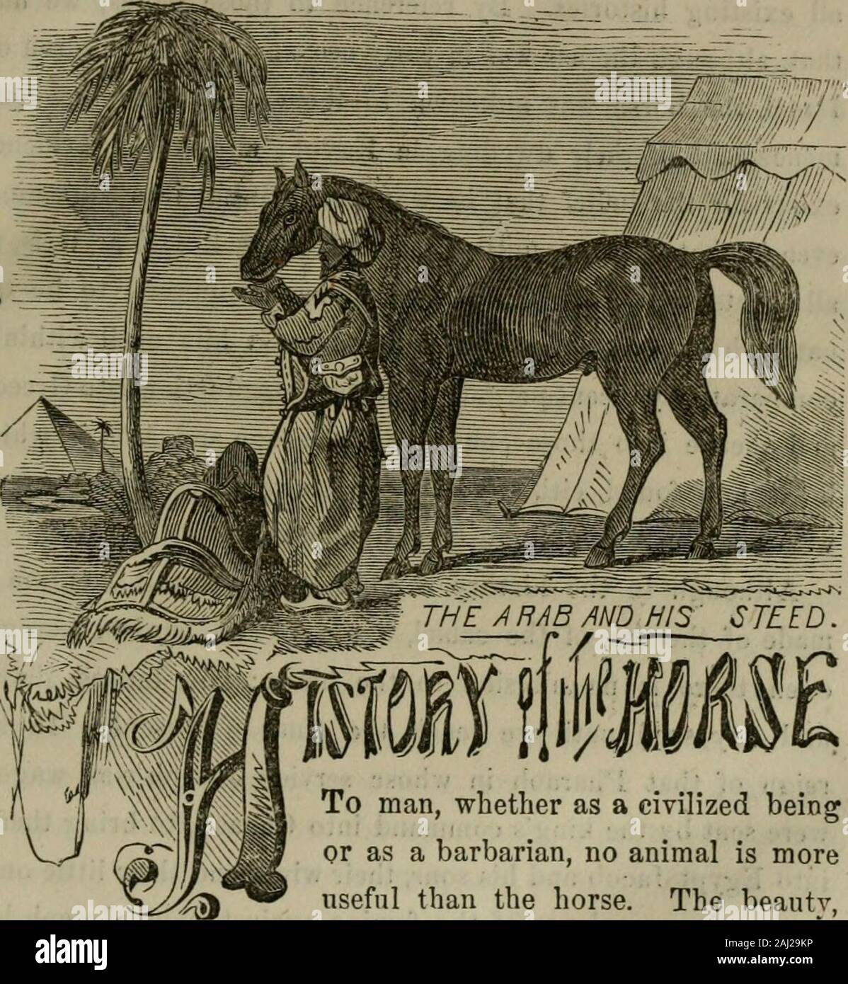 Bot fly larvae hi-res stock photography and images - Alamy