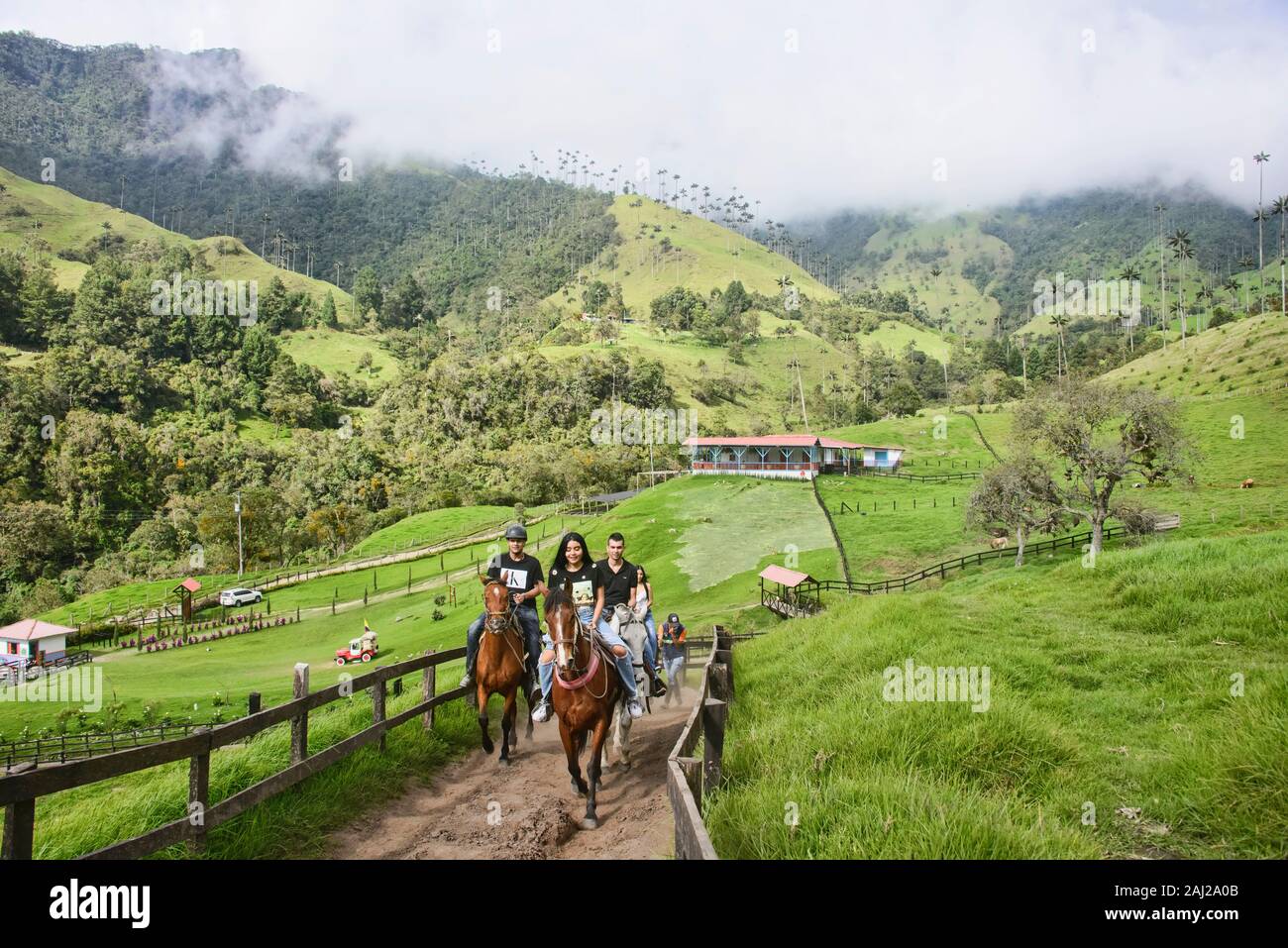 Horse riding under wax palms in the Cocora Valley, Salento, Colombia ...