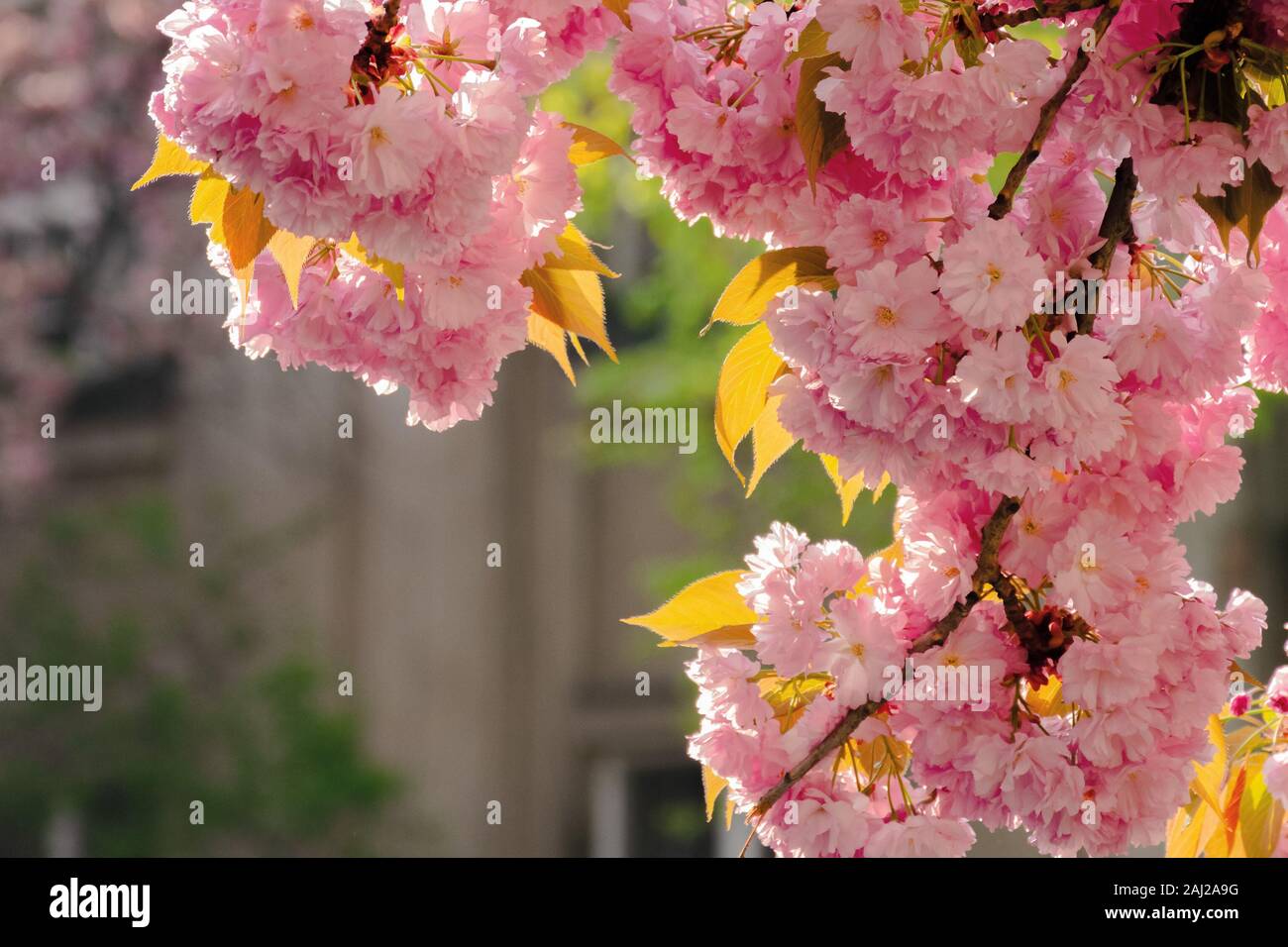 pink cherry blossom in sunlight. beautiful nature background Stock ...