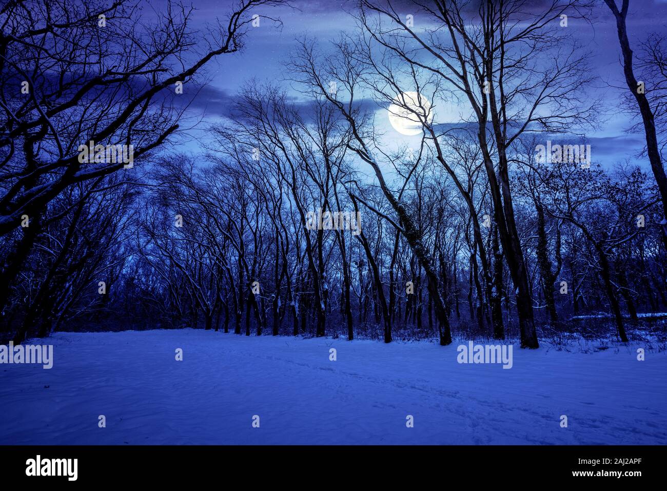 Enchanted forest moon hi-res stock photography and images - Alamy