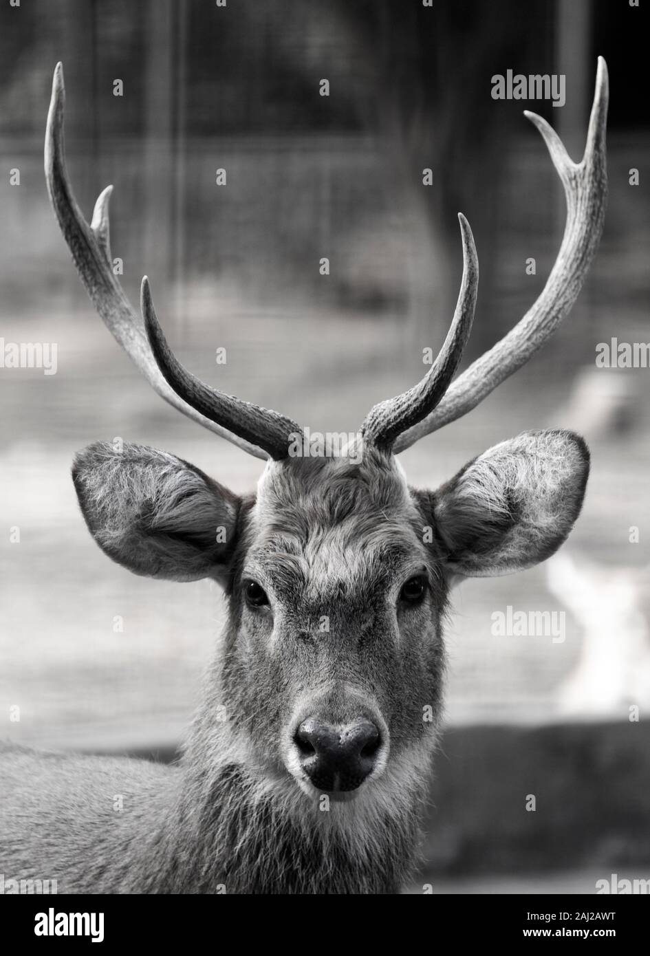 A horned deer in a zoo Stock Photo - Alamy
