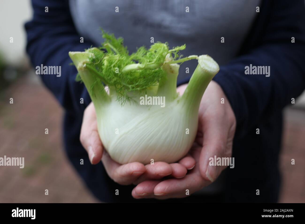 Organic vegetables - close-up of a womans hands holding freshly ...