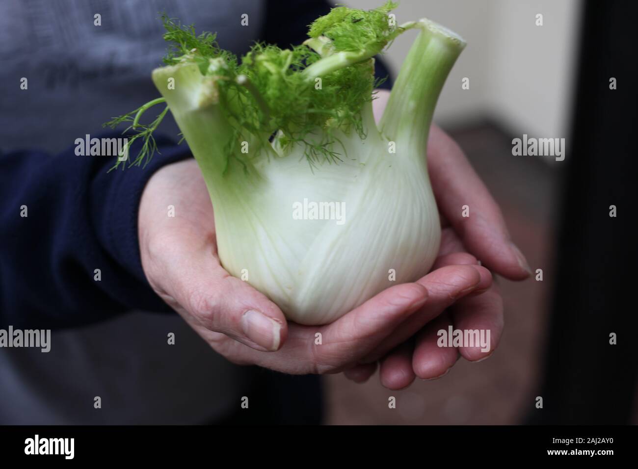 Organic vegetables - close-up of a womans hands holding freshly ...