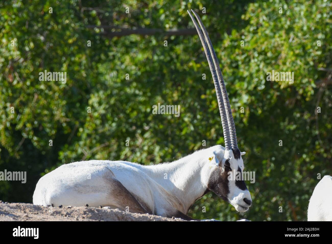 Reintroduced for hunting hi-res stock photography and images - Alamy