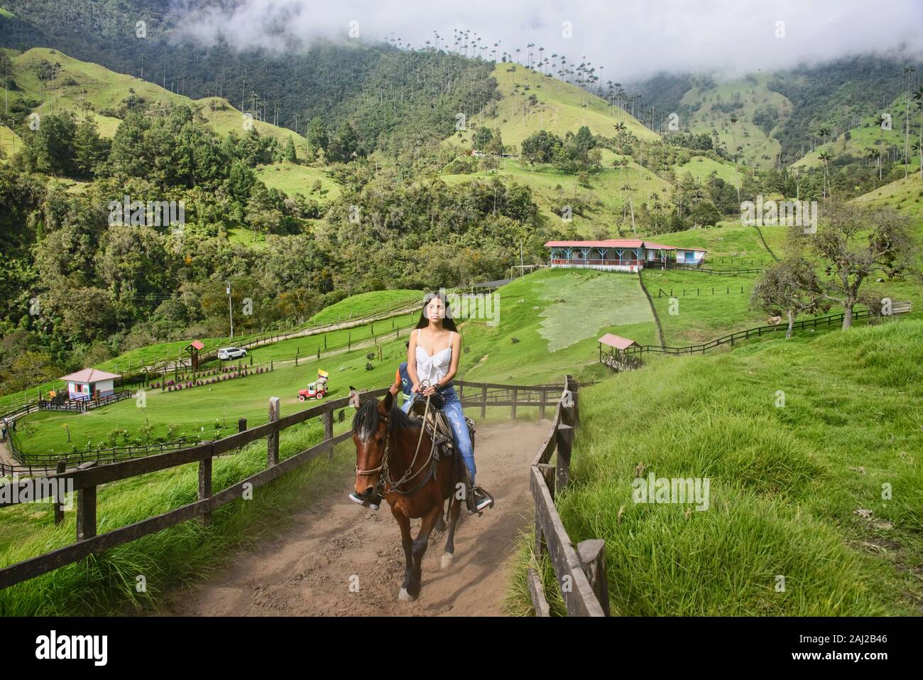 Horse riding under wax palms in the Cocora Valley, Salento, Colombia ...