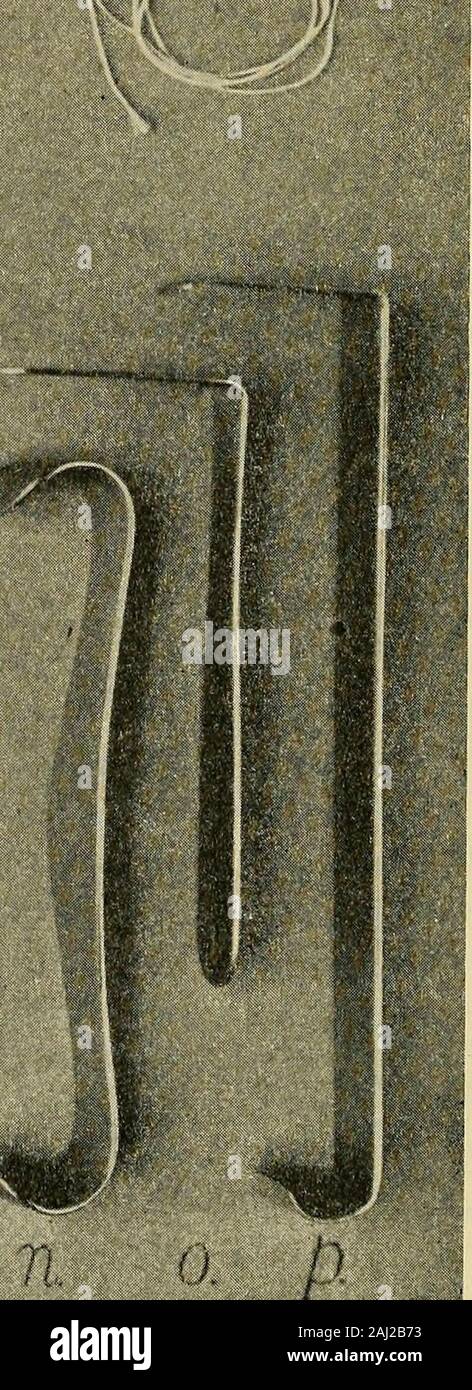 L nv fig High Resolution Stock Photography and Images - Alamy