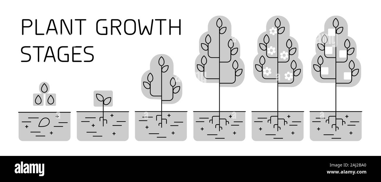 Tree growth stages infographics. Line art icons. Planting instruction ...