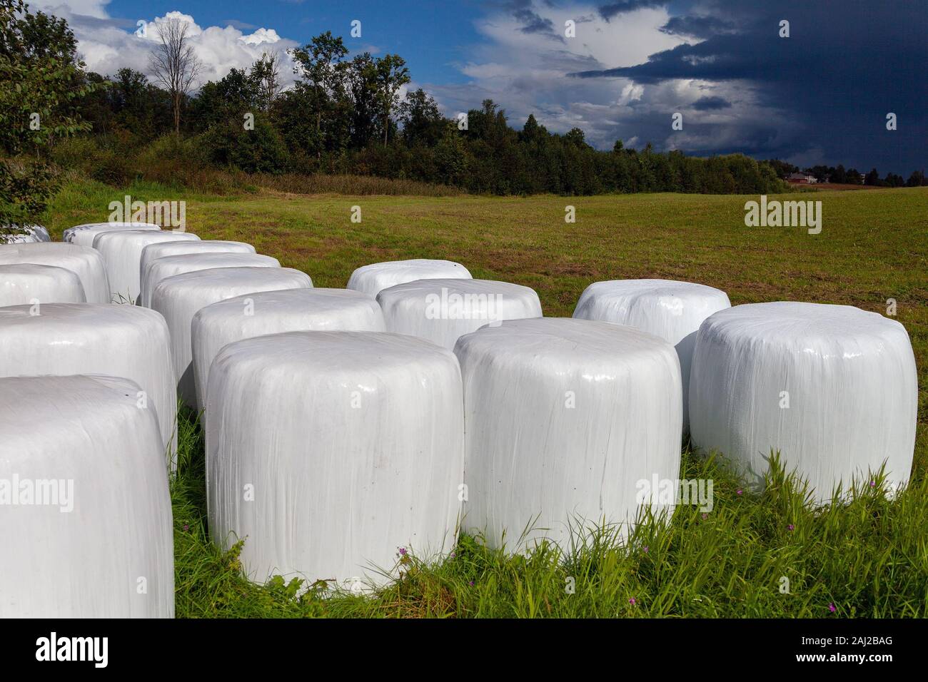 White hay rolls in rural landscape Stock Photo - Alamy