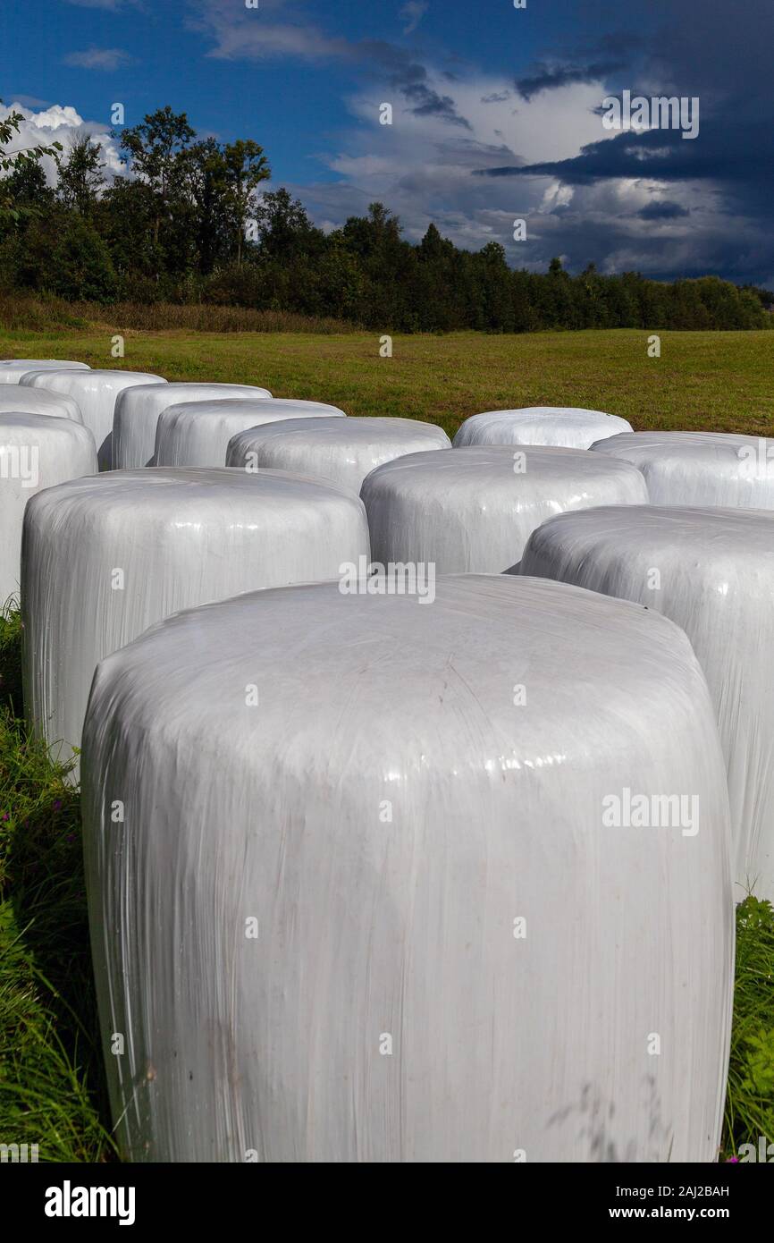 White hay rolls in rural landscape Stock Photo - Alamy
