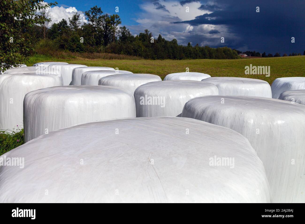 Row rolls hay in hi-res stock photography and images - Alamy