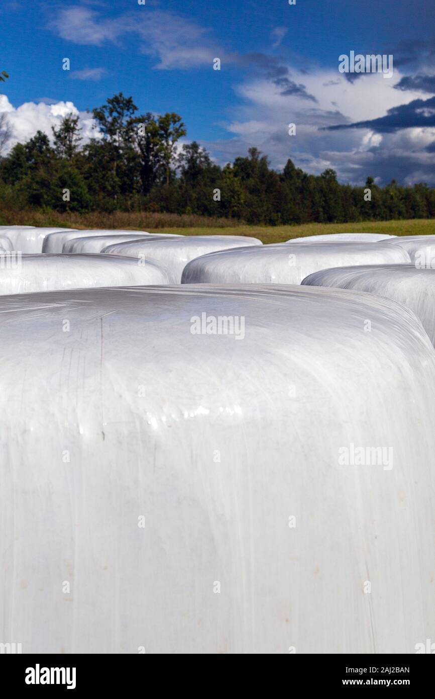 White hay rolls green field hi-res stock photography and images - Alamy