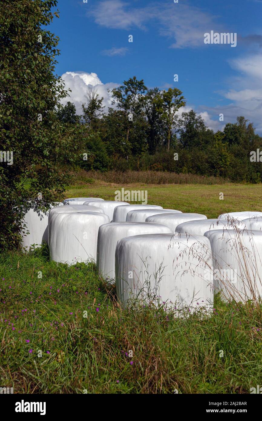 White hay rolls green field hi-res stock photography and images - Alamy