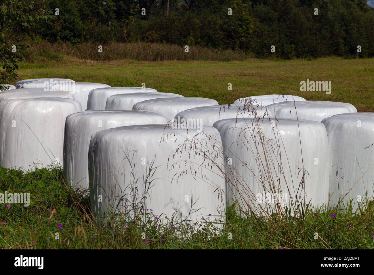 White hay rolls green field hi-res stock photography and images - Alamy