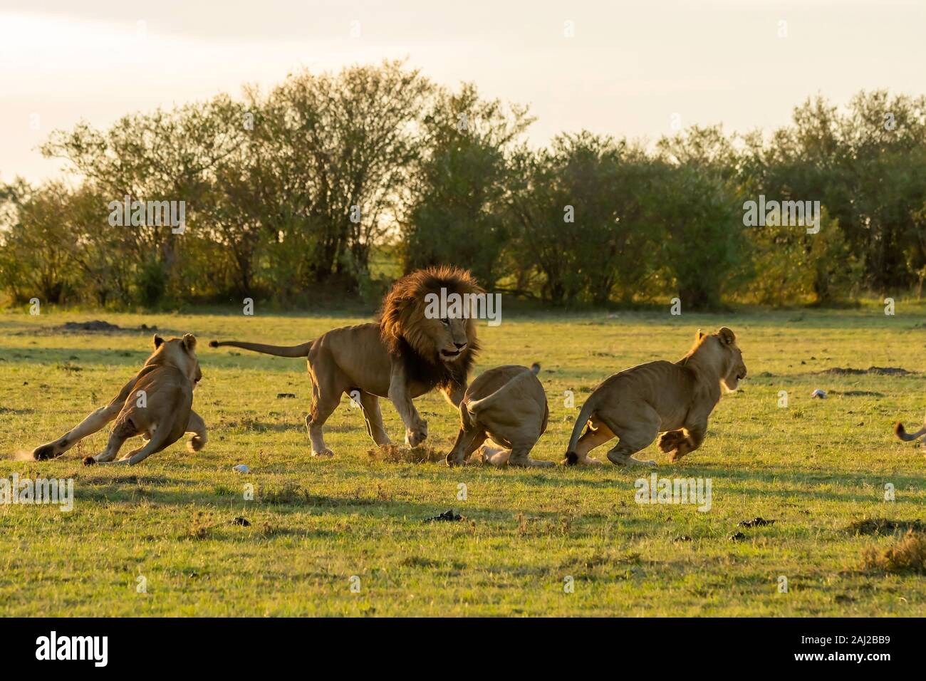 Kalahari male lion fighting hi-res stock photography and images - Alamy