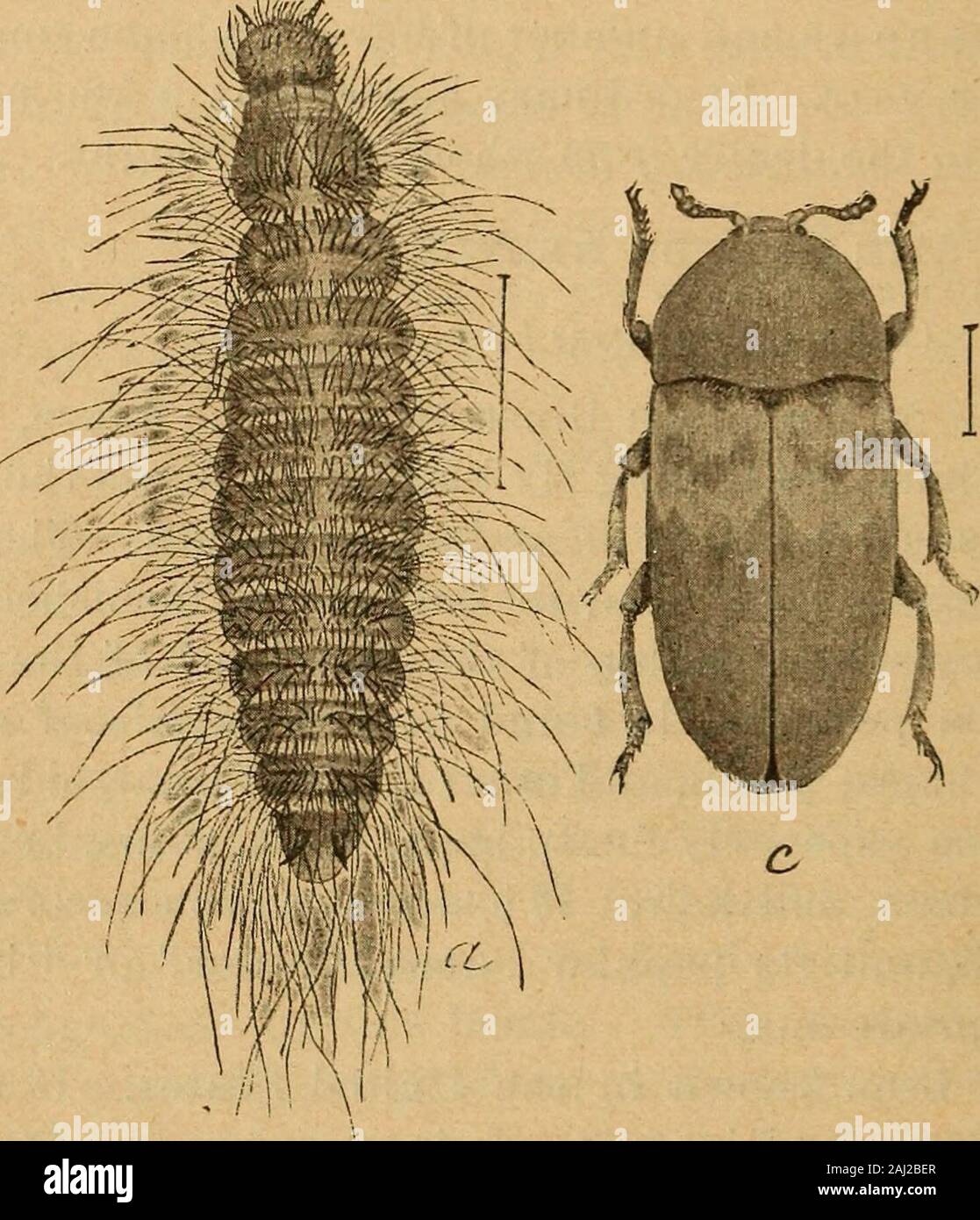 Principal household insects of the United States . states that the ...