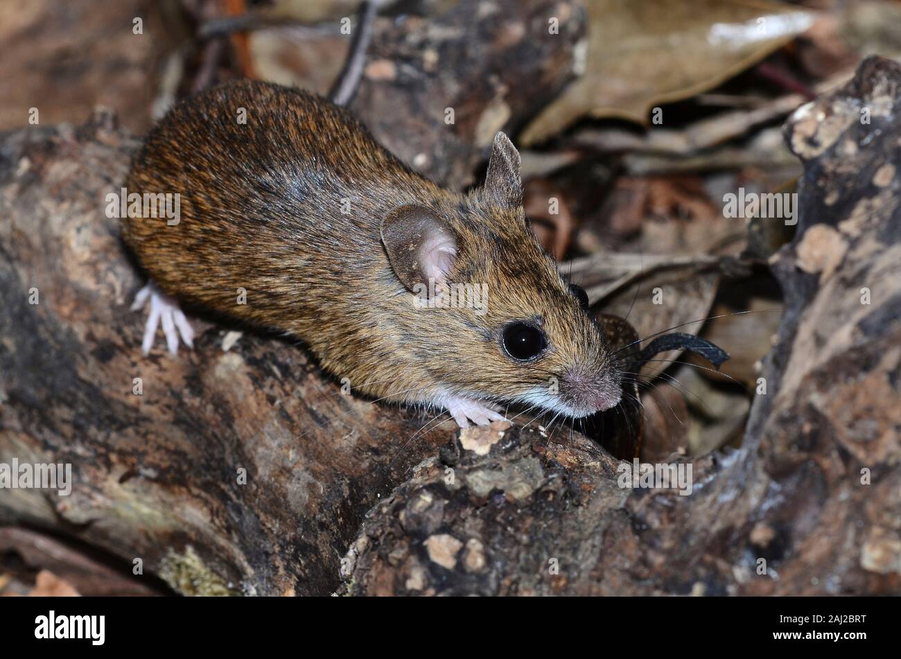 wood mouse apodemus sylvaticus Stock Photo - Alamy