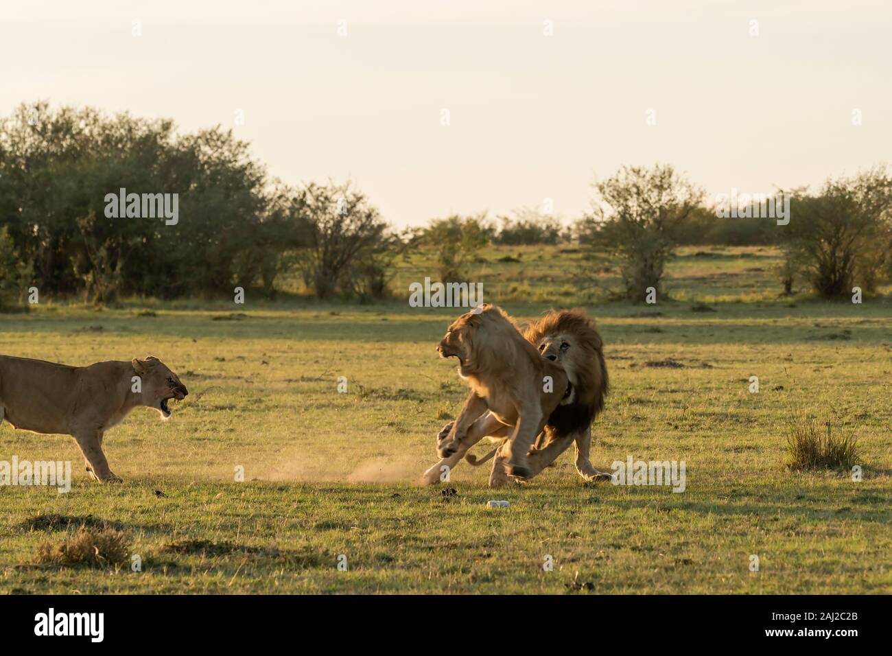 A male lion fighting with sub-adult lions of the pride to teach them a ...