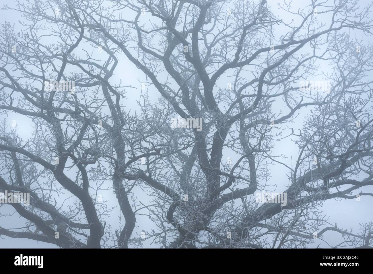 Tree branches covered by frost in the dense morning fog. Winter nature ...