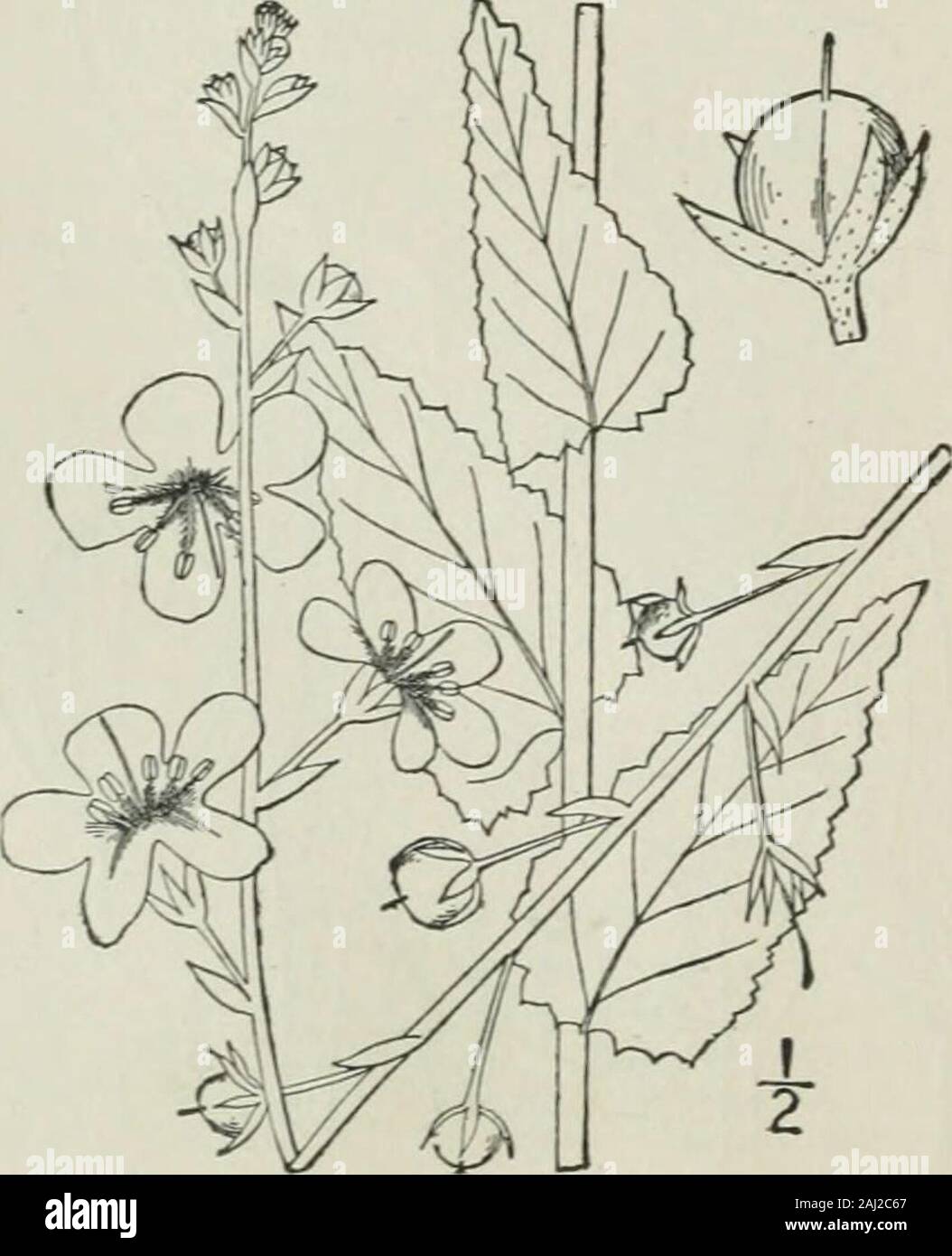 Long lower lip and palate hi-res stock photography and images - Alamy