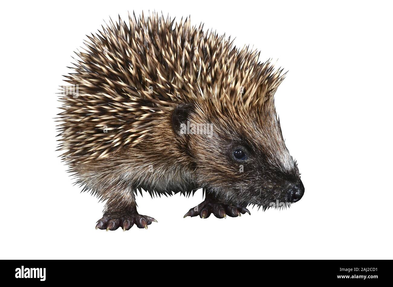 Spiky hedgehog Cut Out Stock Images & Pictures - Alamy