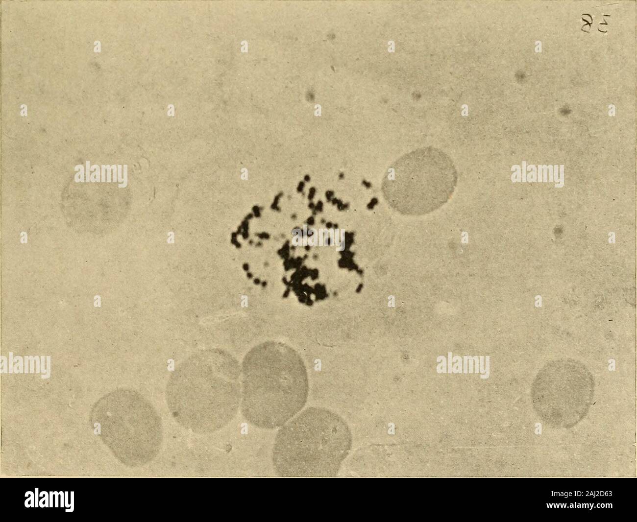 Induced cell-reproduction and cancer.. . Fig. 88.—A tieia containing a ...