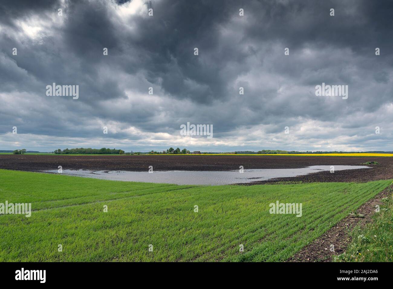 Water and puddles on agricultural field after heavy rain Stock Photo ...