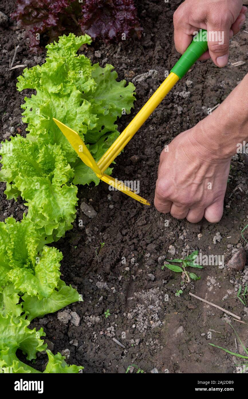 Hands working with hoe in hobby garden Stock Photo - Alamy