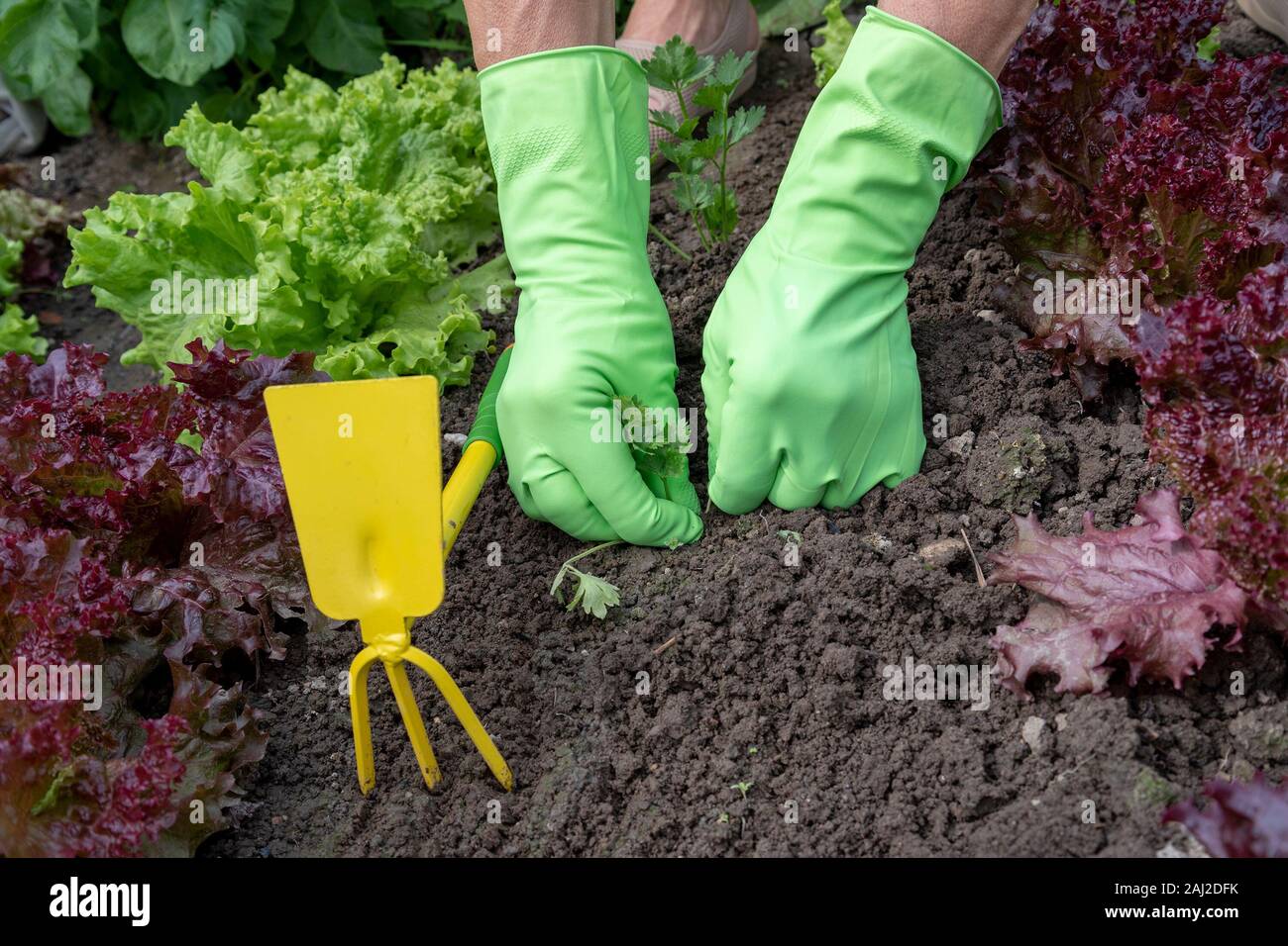 Hands working with hoe in hobby garden Stock Photo - Alamy