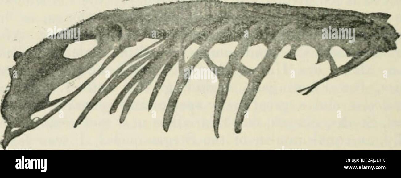 The annals and magazine of natural history : zoology, botany, and ...