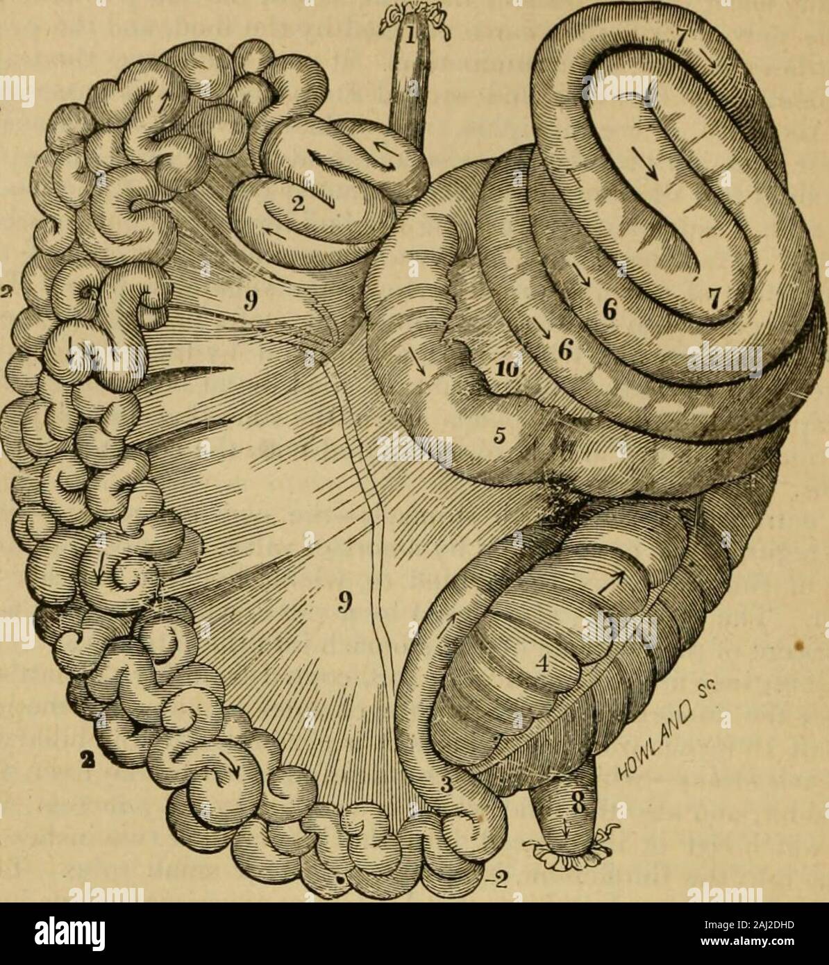 Lymph ducts hi-res stock photography and images - Alamy