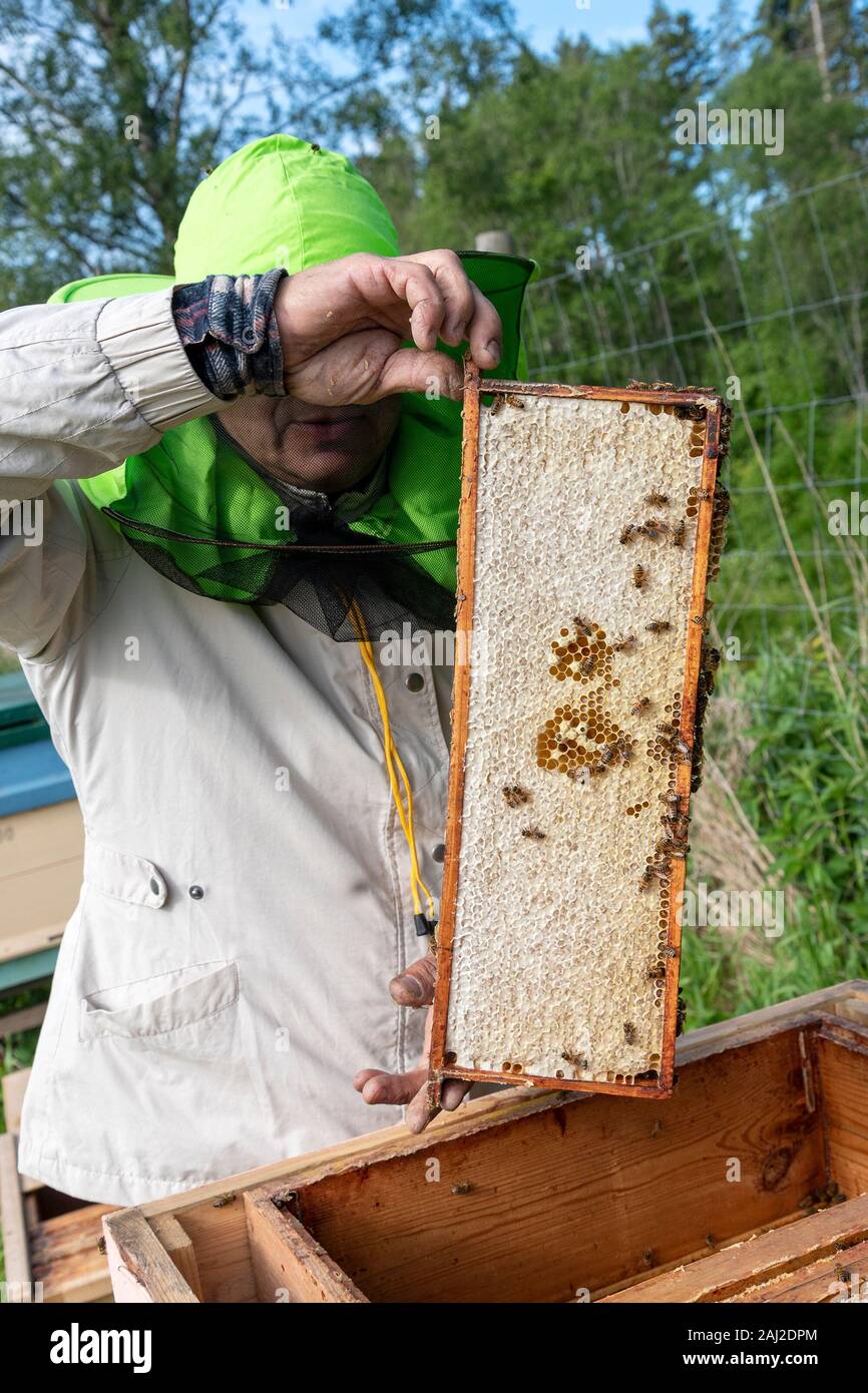 Beekeeper maintains his bee hives Stock Photo - Alamy