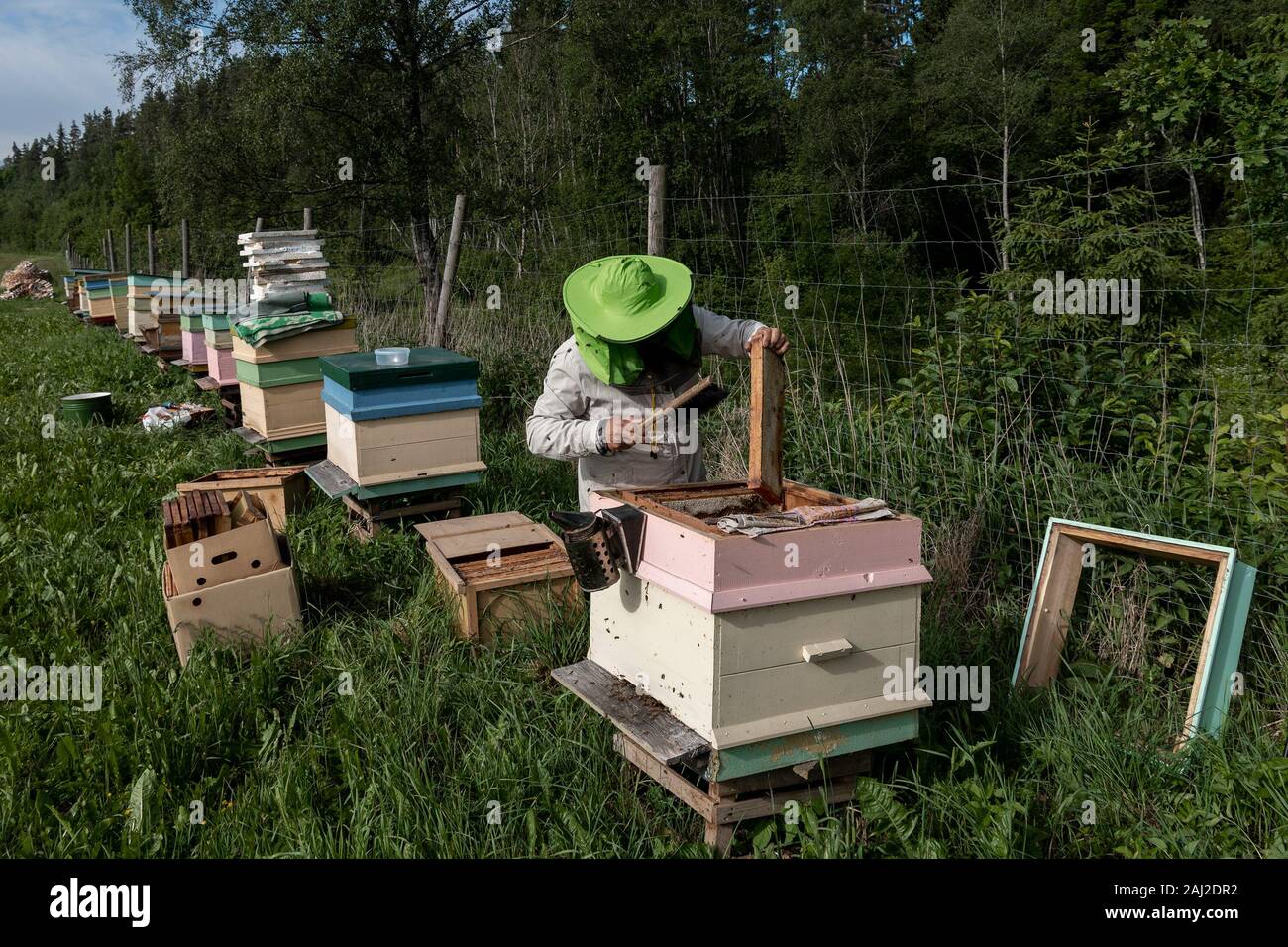 Beekeeper maintains his bee hives Stock Photo - Alamy