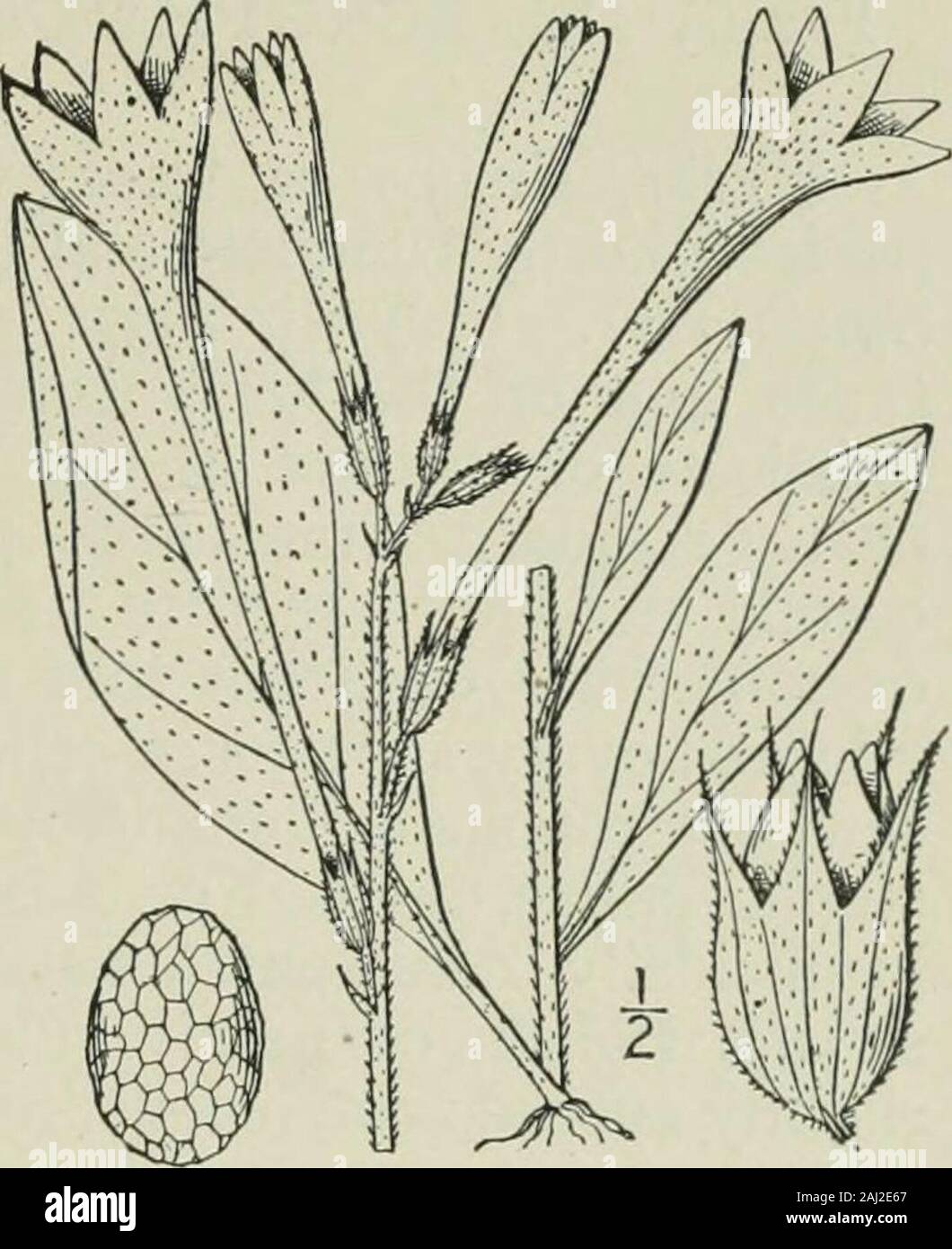 Leaves oblanceolate to linear hi-res stock photography and images - Alamy