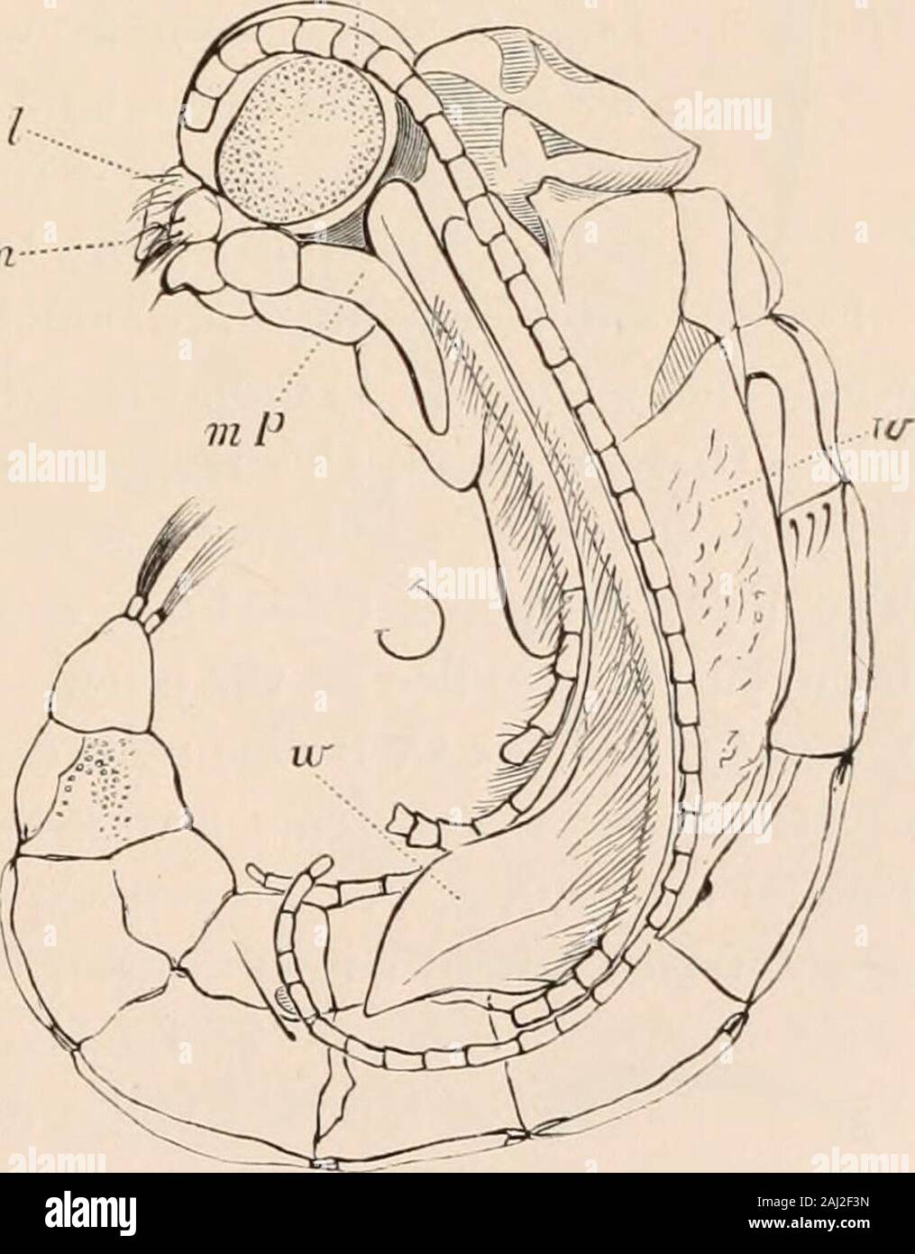 Lunate surface hi-res stock photography and images - Alamy