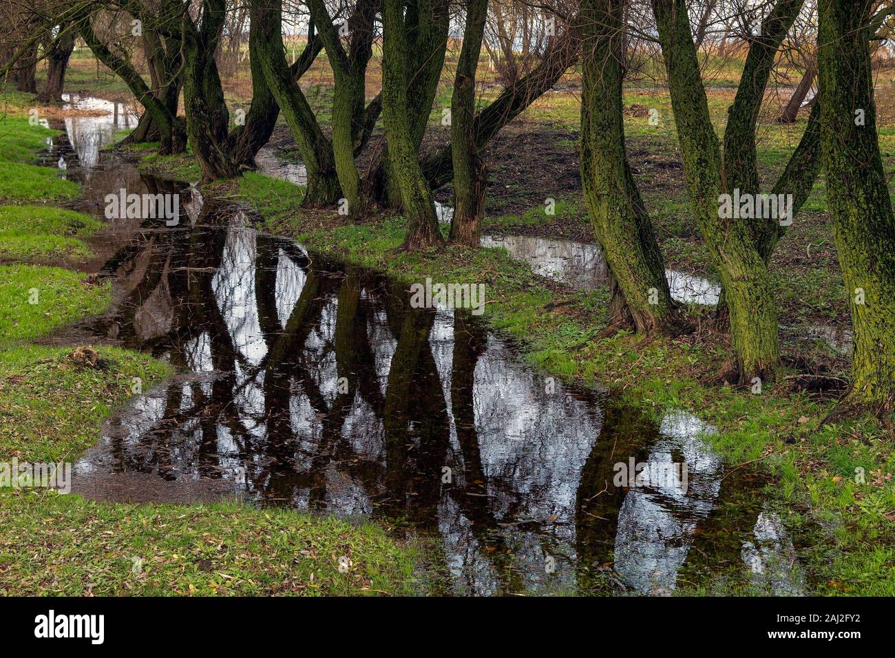 Trees for damp soil hi-res stock photography and images - Alamy
