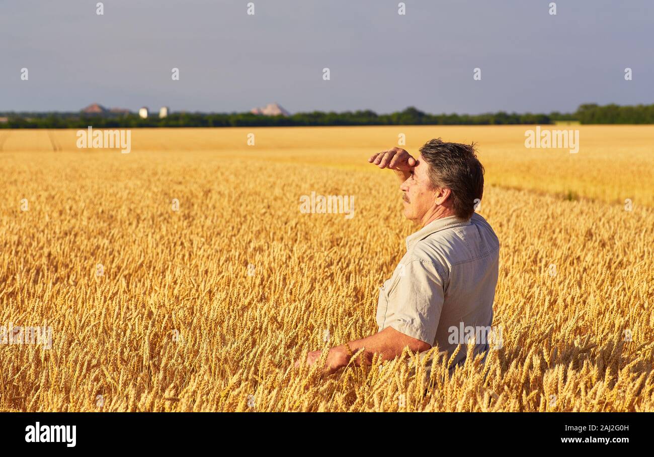 Walking through golden wheat field hi-res stock photography and images ...