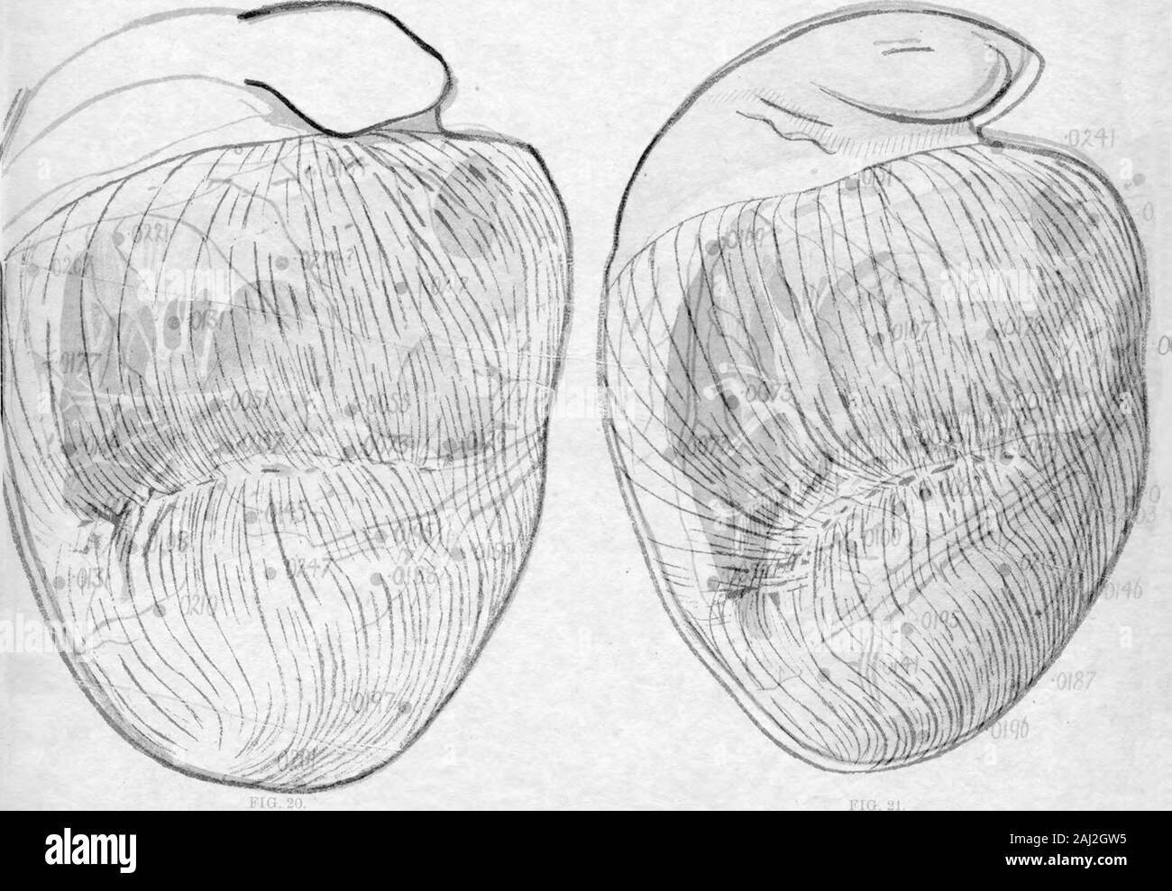 The Excitatory Process in the Dog's Heart Part II The Ventricles ...