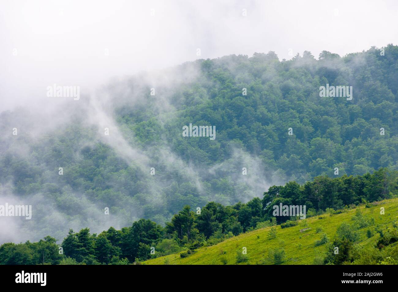 clouds rise above the forested forest. high volume humidity weather ...