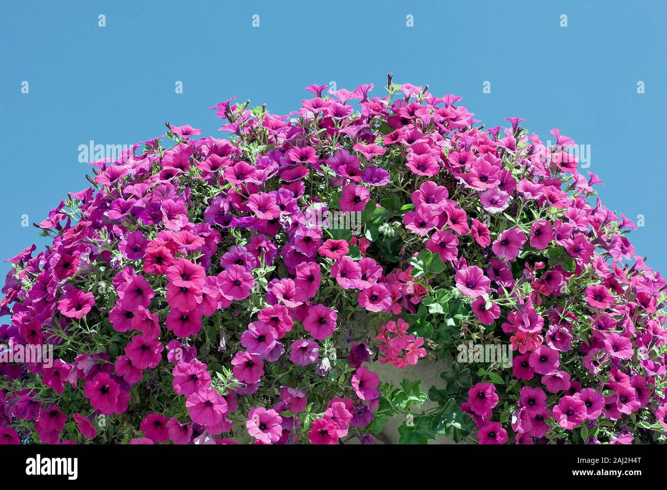 Round flower bed hi-res stock photography and images - Alamy