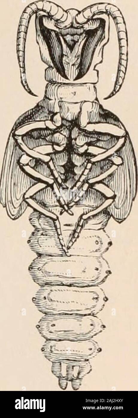 Guide to the study of insects, and a treatise on those injurious and ...